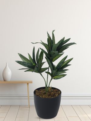 Buy Home Bloom Artificial Dracaena Reflex Plants for Indoor & Outdoor ...