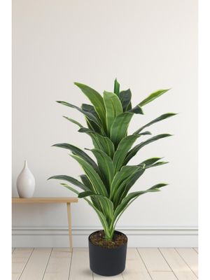 Buy Home Bloom Artificial Dracaena Reflex Plants for Indoor & Outdoor ...