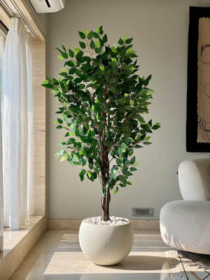 Buy Mason Home Artificial Jade Ficus Plant - 5.5Ft Green Online