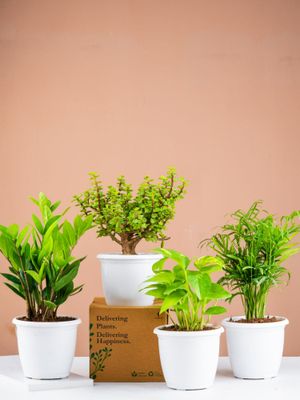 Buy Nurturing Green Combo of Jade, ZZ, Money Plant Green and Parlor ...