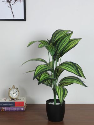 Buy Home Bloom Artificial Cast-Iron Plant Big Ornamental Plant for ...