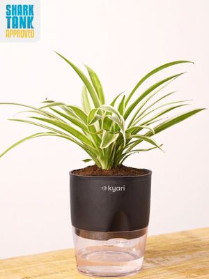 Buy KYARI Spider Plant with Pot Online