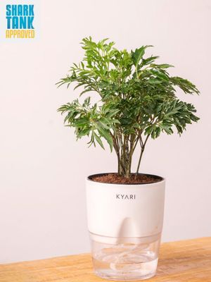 Buy KYARI Aralia Green Plant with Pot Online