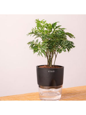Buy KYARI Black Aralia Green Plant with Pot Online